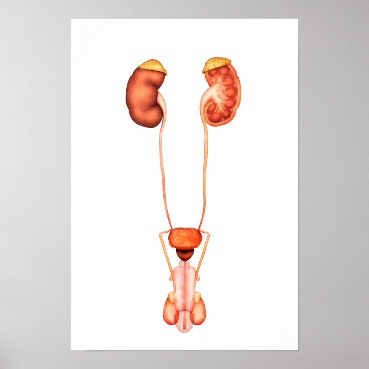 Anatomy Of Human Male Urinary System, Front View Poster | Zazzle