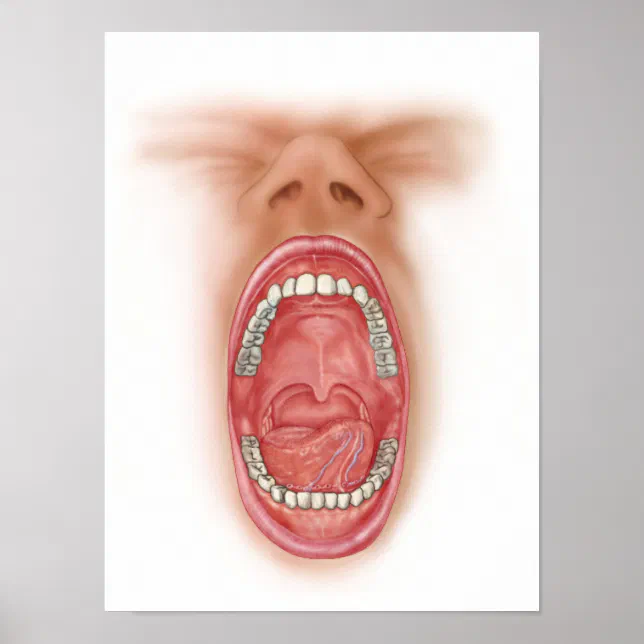 Anatomy Of Human Mouth Cavity Poster | Zazzle