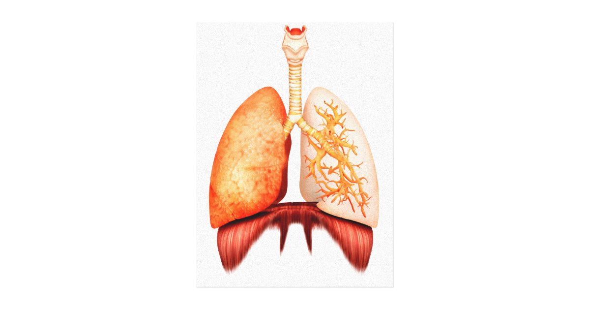Anatomy Of Human Respiratory System, Front View Canvas Print | Zazzle
