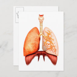 Anatomy Of Human Respiratory System, Front View Postcard | Zazzle