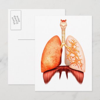 Anatomy Of Human Respiratory System, Front View Postcard | Zazzle