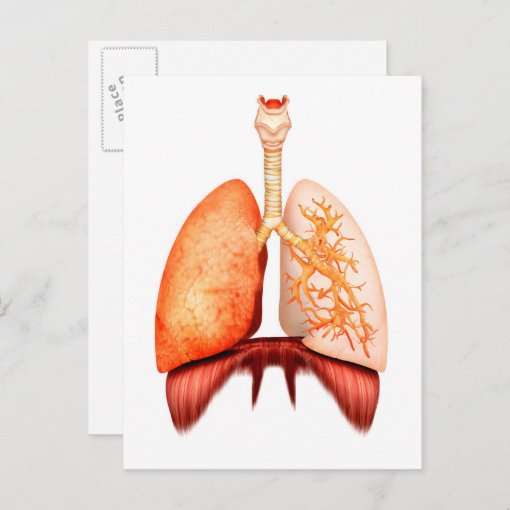 Anatomy Of Human Respiratory System, Front View Postcard | Zazzle