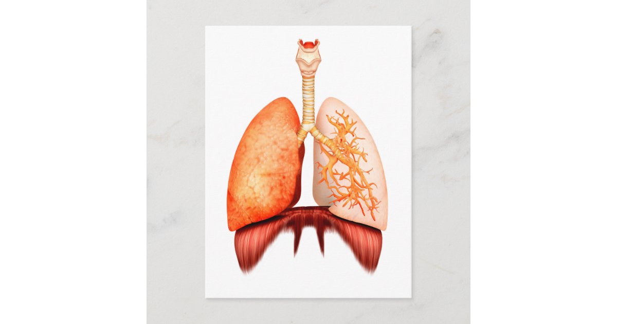Anatomy Of Human Respiratory System, Front View Postcard | Zazzle