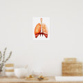 Anatomy Of Human Respiratory System, Front View Poster | Zazzle