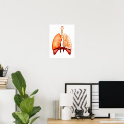 Anatomy Of Human Respiratory System, Front View Poster | Zazzle