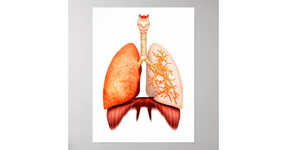Anatomy Of Human Respiratory System, Front View Poster | Zazzle