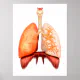 Anatomy Of Human Respiratory System, Front View Poster | Zazzle