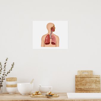 Anatomy Of Human Respiratory System Poster | Zazzle