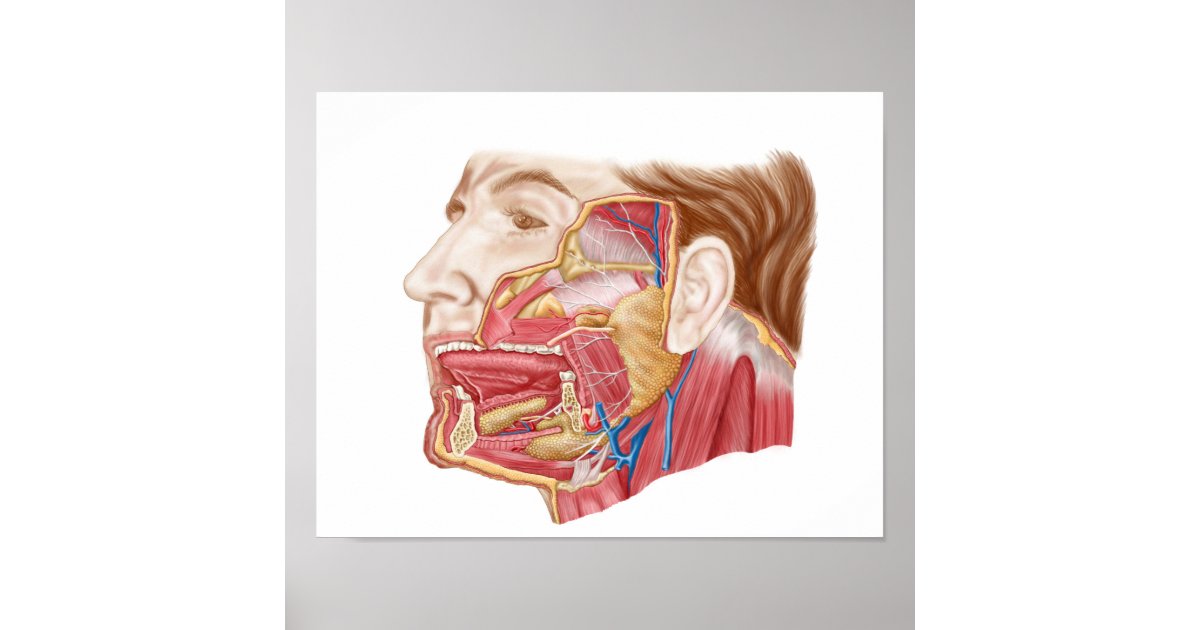 Anatomy Of Human Salivary Glands Poster | Zazzle