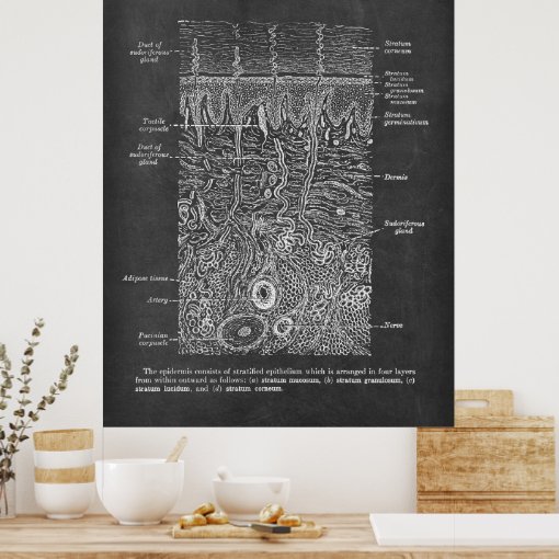 Anatomy of Human Skin Dermatologist gift Poster | Zazzle