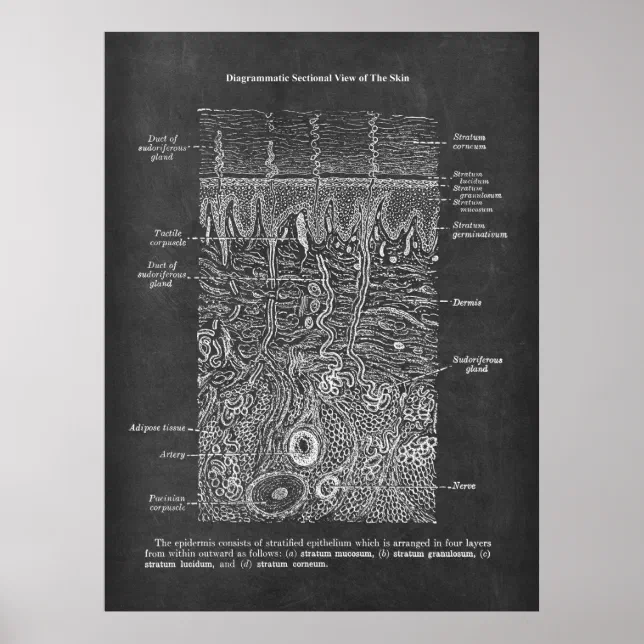 Anatomy of Human Skin Dermatologist gift Poster | Zazzle