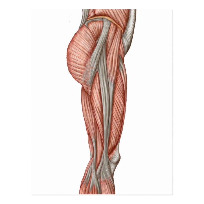 Anatomy Of Human Thigh Muscles, Anterior View Postcard | Zazzle.com