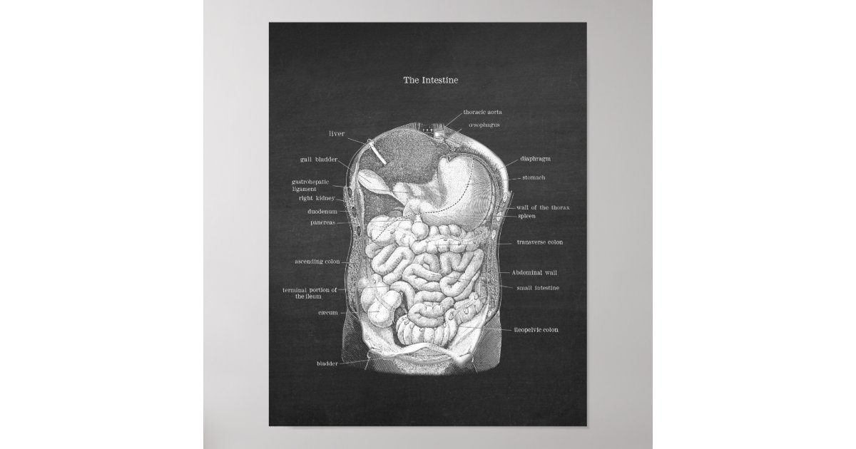 Anatomy of Intestines Gastroenterologist Decor | Zazzle