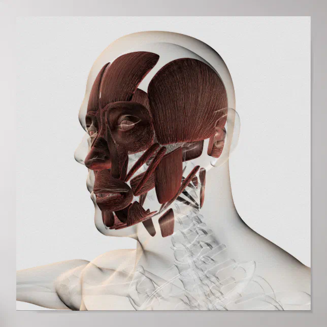 Anatomy Of Male Facial Muscles, Side View Poster | Zazzle