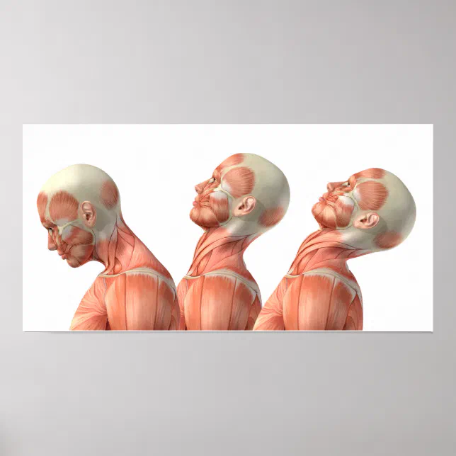 Anatomy of male head muscles in various poses poster | Zazzle