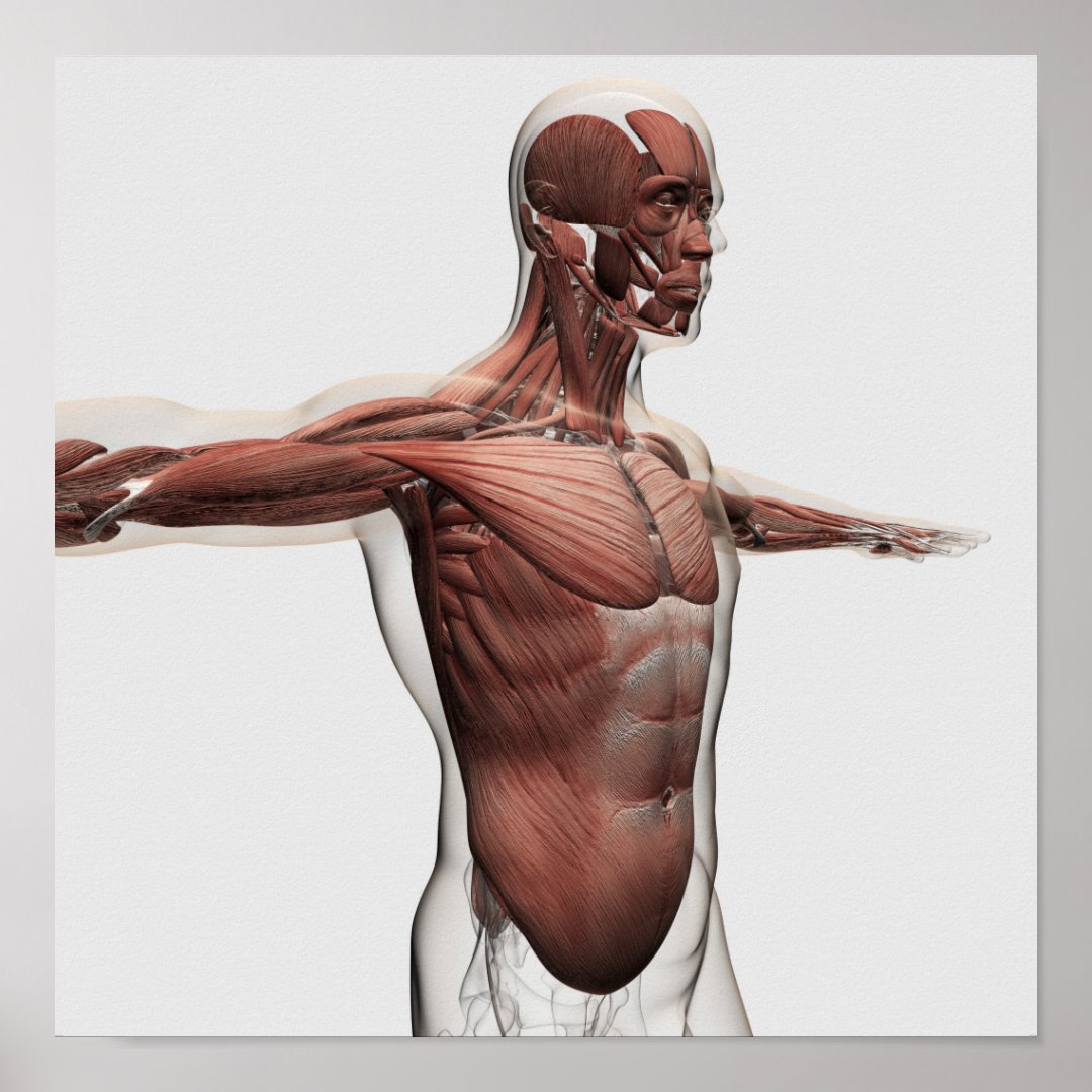Anatomy Of Male Muscles In Upper Body, Side View Poster | Zazzle