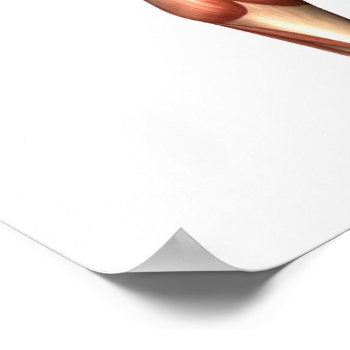 Anatomy Of Male Muscular System, Back View Poster | Zazzle