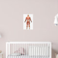 Anatomy Of Male Muscular System, Back View Poster | Zazzle