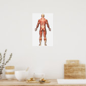 Anatomy Of Male Muscular System, Back View Poster | Zazzle