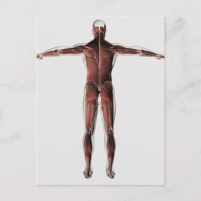 Anatomy Of Male Muscular System, Posterior View Postcard | Zazzle