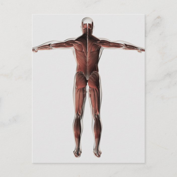 Anatomy Of Male Muscular System, Posterior View Postcard | Zazzle.com