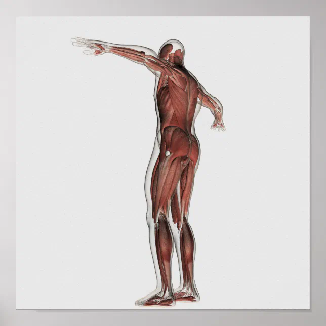Anatomy Of Male Muscular System, Posterior View Poster | Zazzle