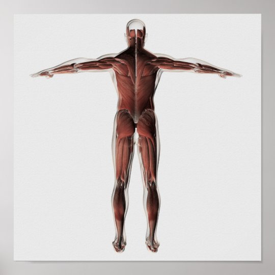 Anatomy Of Male Muscular System, Posterior View Poster | Zazzle.com