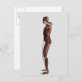 Anatomy Of Male Muscular System, Side View 3 Postcard | Zazzle