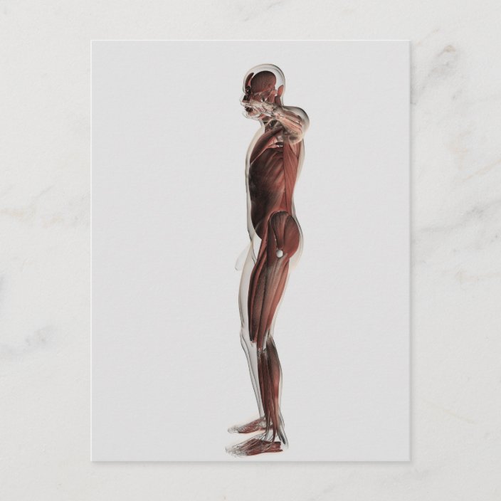 Anatomy Of Male Muscular System, Side View 3 Postcard | Zazzle.com
