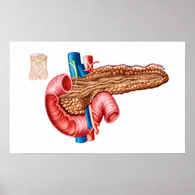 Anatomy Of Pancreas Poster | Zazzle