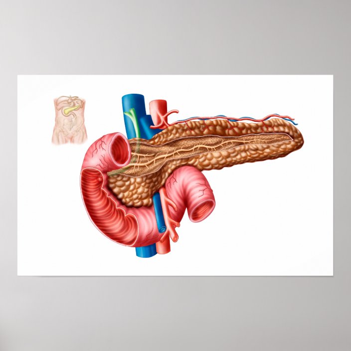 Anatomy Of Pancreas Poster | Zazzle.com