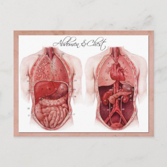 Anatomy of the abdomen and chest postcard | Zazzle.com