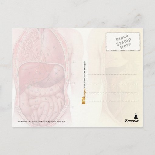 Anatomy of the abdomen and chest postcard | Zazzle