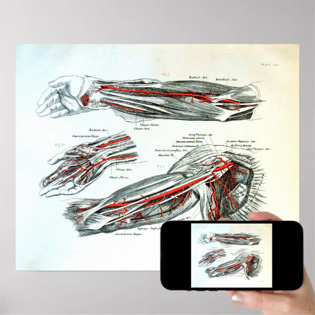 Anatomy of the arm poster | Zazzle