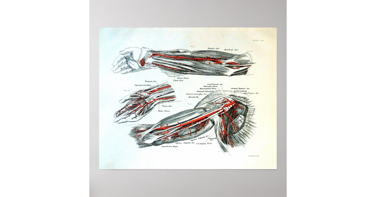 Anatomy of the arm poster | Zazzle