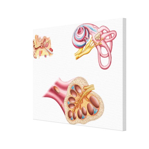 Anatomy Of The Cochlear Duct In The Human Ear Canvas Print | Zazzle
