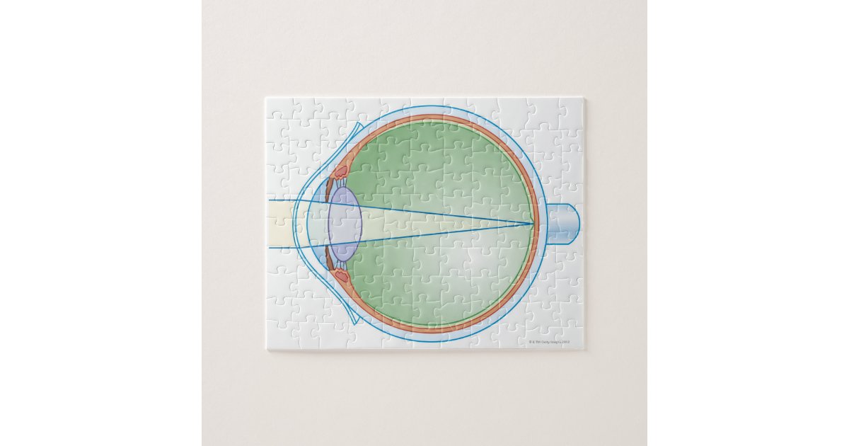 Anatomy of the Eye Jigsaw Puzzle | Zazzle