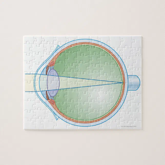 Anatomy of the Eye Jigsaw Puzzle | Zazzle