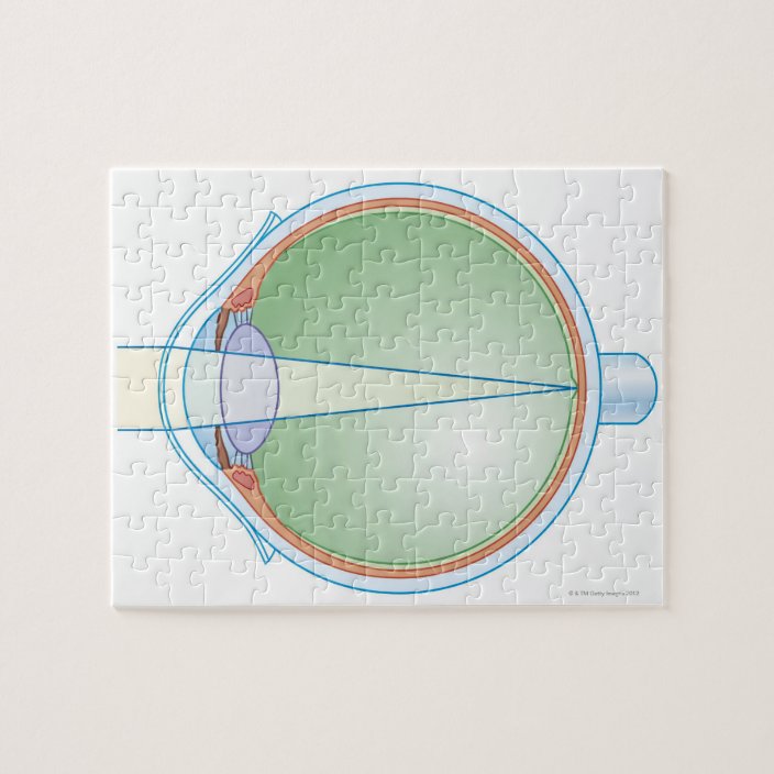 Anatomy of the Eye Jigsaw Puzzle | Zazzle.com