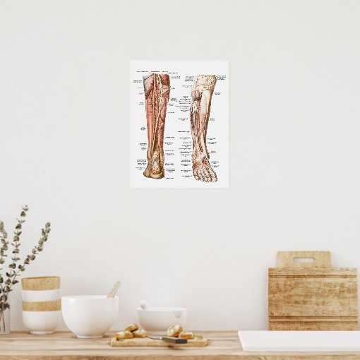 Anatomy of the Feet Poster | Zazzle