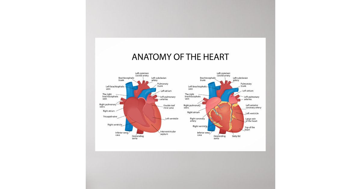 Anatomy of the heart poster | Zazzle