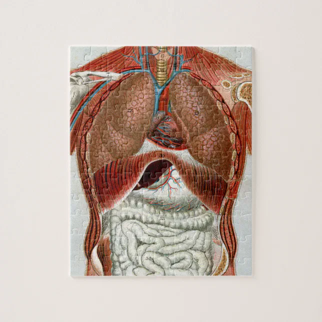 Anatomy of the Human Body Jigsaw Puzzle | Zazzle
