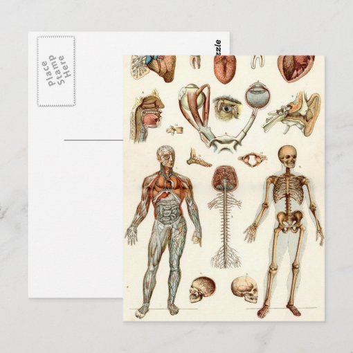 Anatomy of The Human Body Postcard | Zazzle