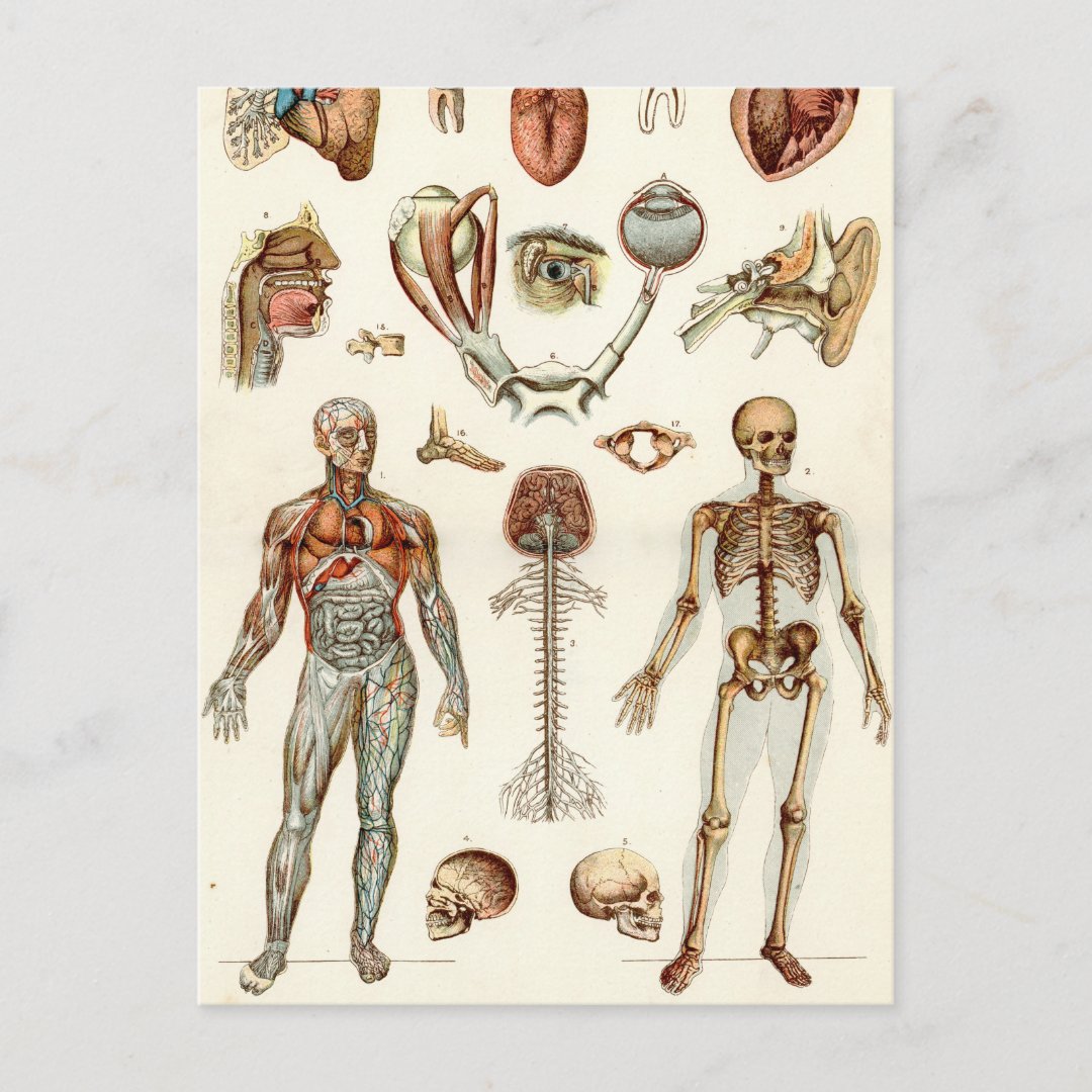 Anatomy of The Human Body Postcard | Zazzle