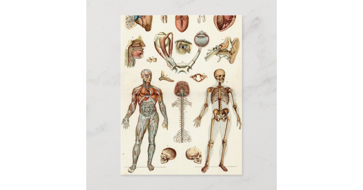 Anatomy of The Human Body Postcard | Zazzle