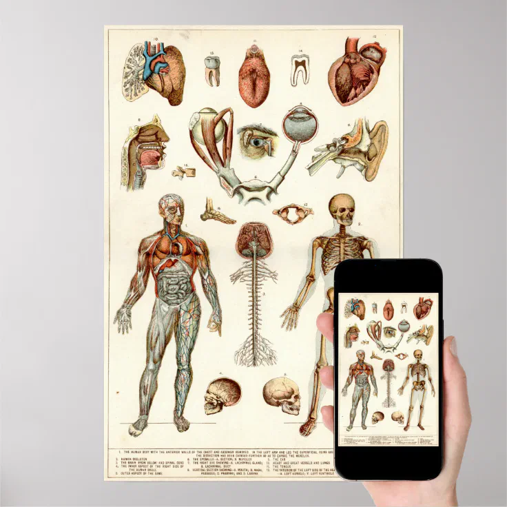 Anatomy of The Human Body Poster | Zazzle
