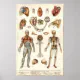 Anatomy of The Human Body Poster | Zazzle