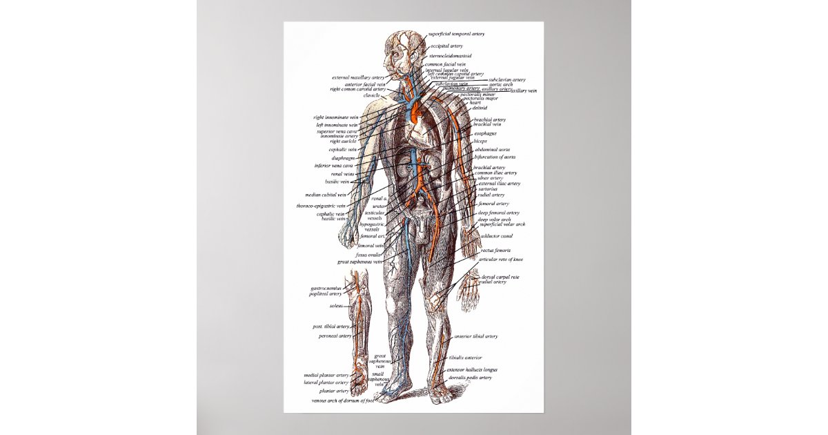Anatomy of the Human Body Poster | Zazzle