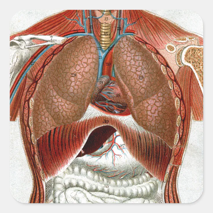 Anatomy of the Human Body Square Sticker | Zazzle