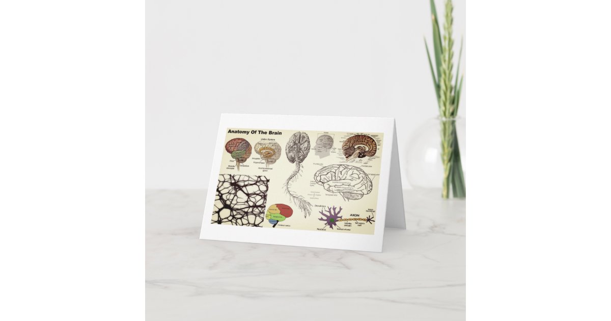 Anatomy of the Human Brain Card | Zazzle